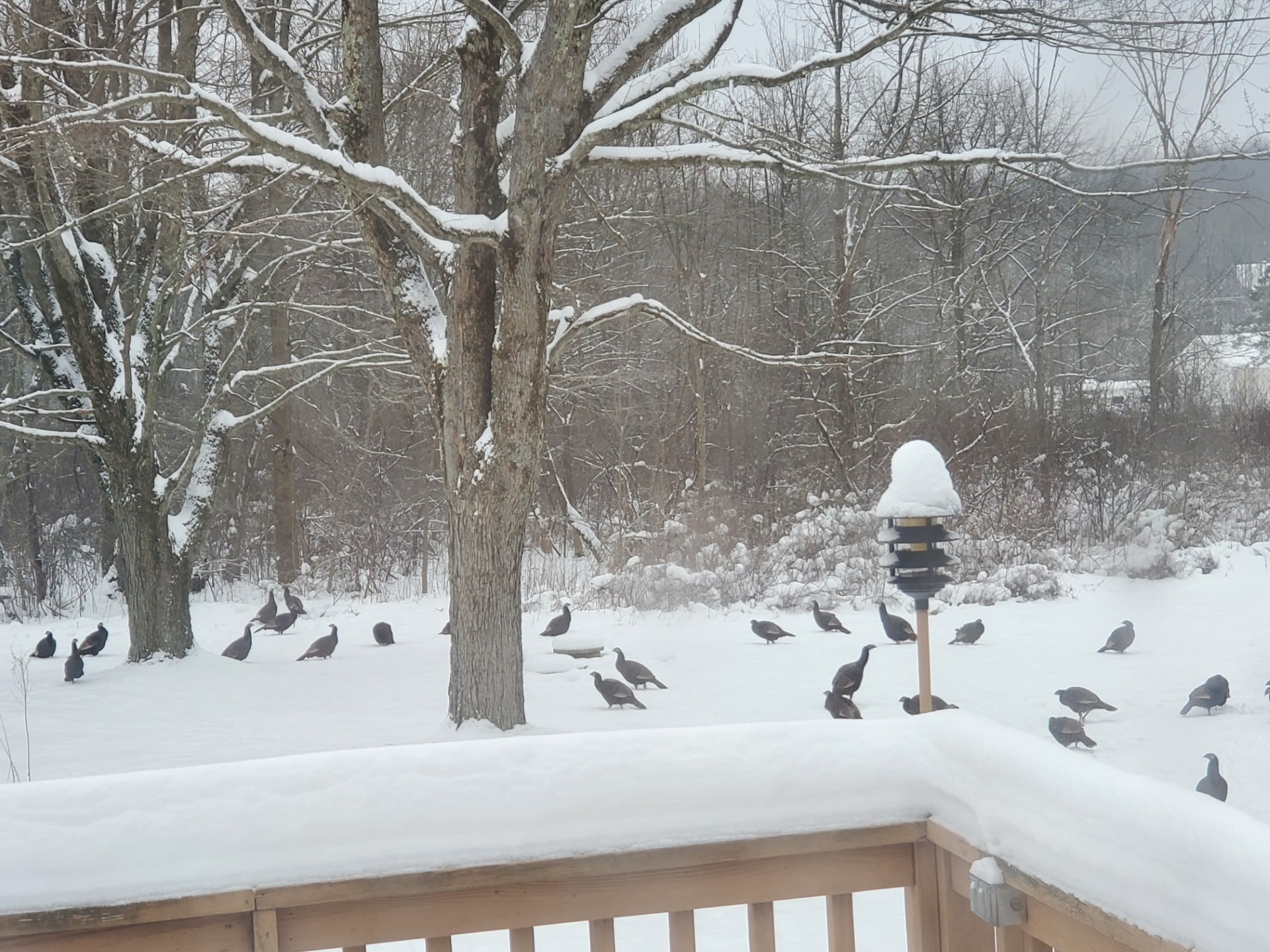 Wildlife Sightings in Geauga County | Geauga Park District